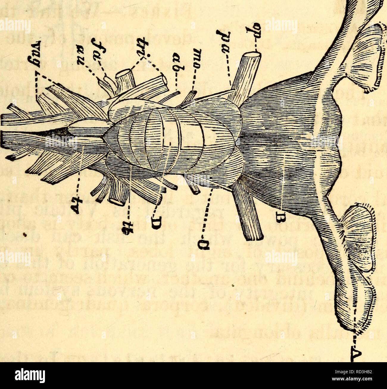 . Anatomie et physiologie élémentaires : pour les collèges, académies ...