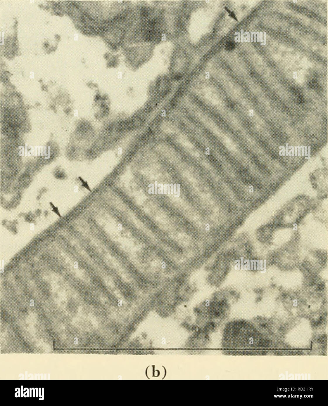 De Mitochondrie Banque d'image et photos - Alamy