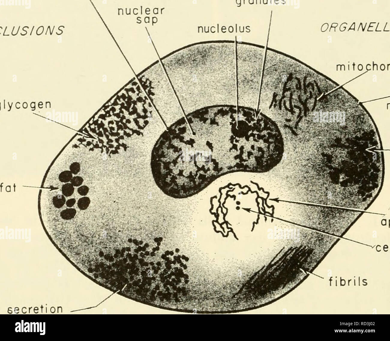 . La cytologie. La cytologie. membrane nucléaire inclusions des ...