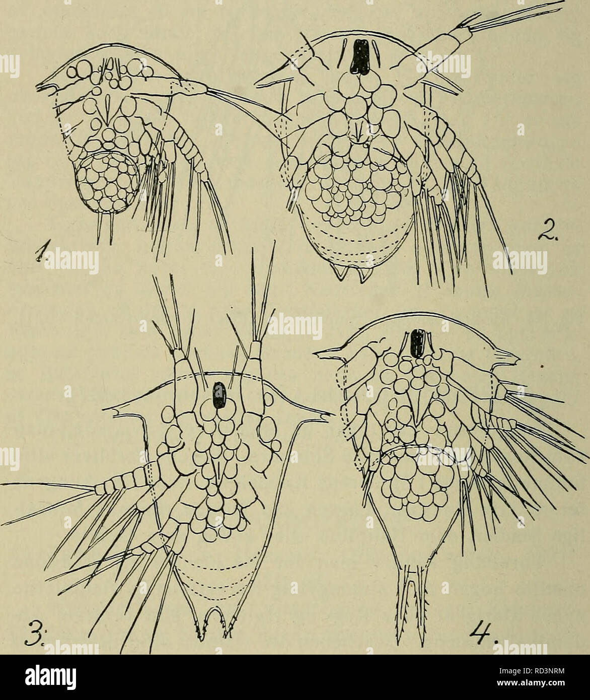 . Illustrerede haandbøger la faune ; den danske plus dyreverden... 98 1 ...