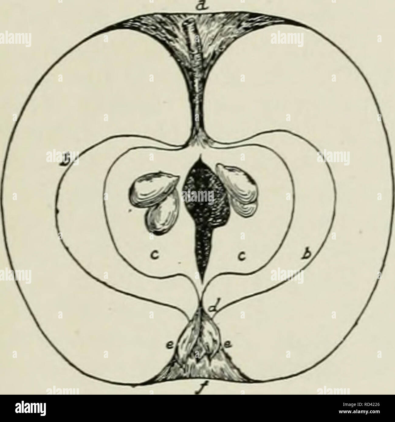 . Cyclopedia de hardy fruits. Fruits Fruits ;-culture. La STRUCTURE ...