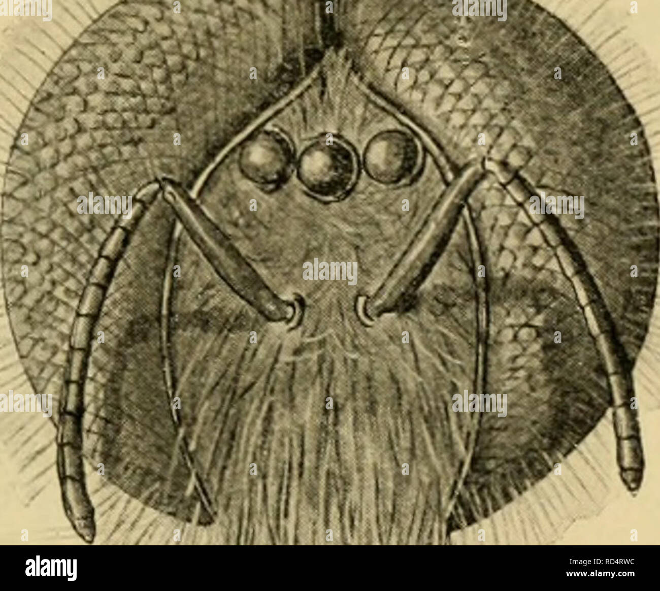 . Entomologie élémentaire. L'entomologie. Anatomie des insectes ...