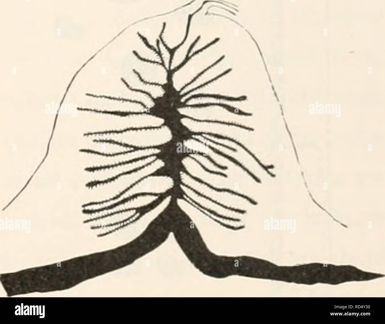 Edwardsia sp Banque de photographies et d’images à haute résolution - Alamy