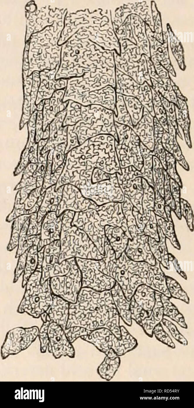 Papille filiforme Banque de photographies et d’images à haute ...