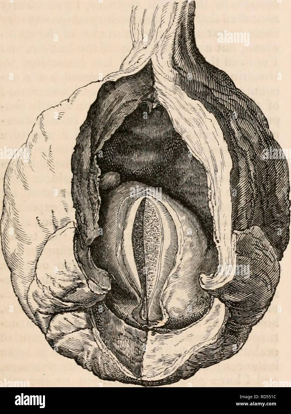 Examen des testicules Banque de photographies et d’images à haute ...