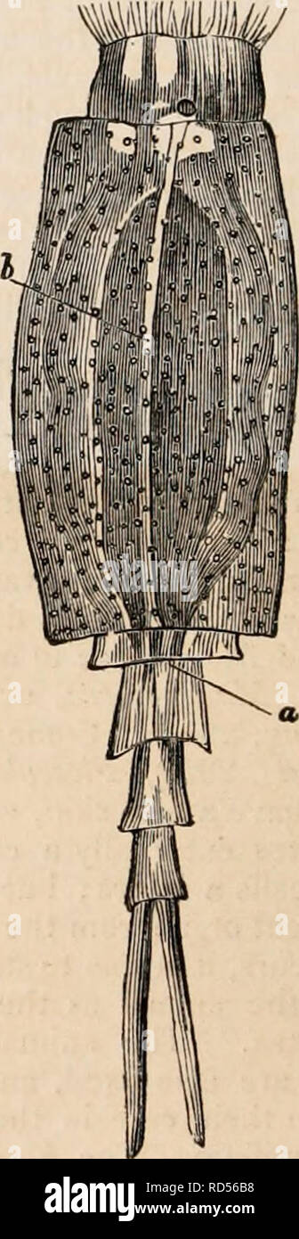 . La cyclopaedia d'anatomie et physiologie. Anatomie ; physiologie ...