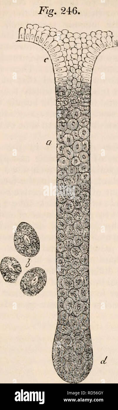 Pylore d'un estomac humain Banque de photographies et d’images à haute ...