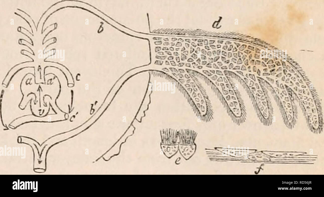 . La cyclopaedia d'anatomie et physiologie. Anatomie ; physiologie ...