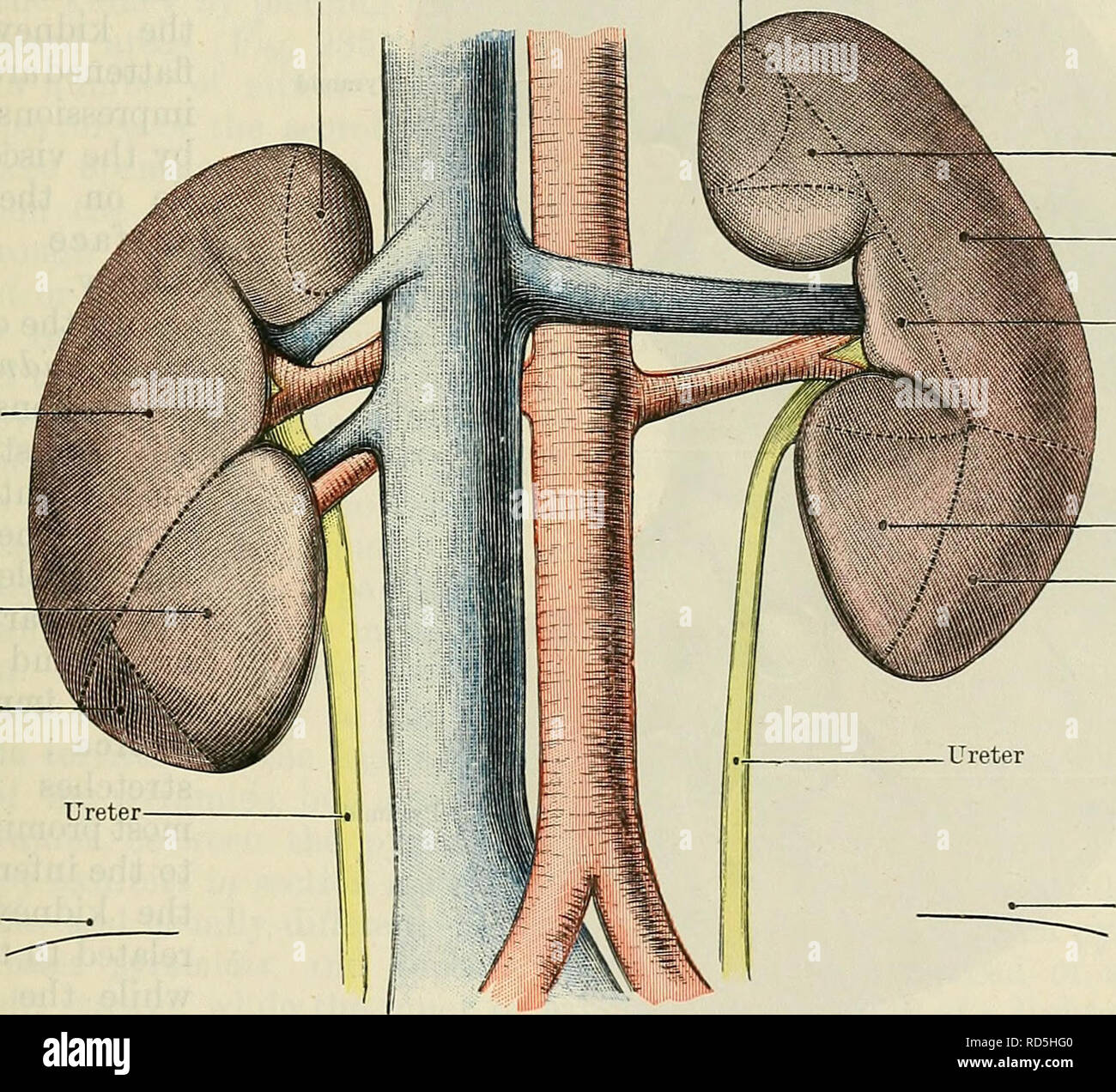 . Cunningham's Text-book de l'anatomie. L'anatomie. Les reins. 1263 ...