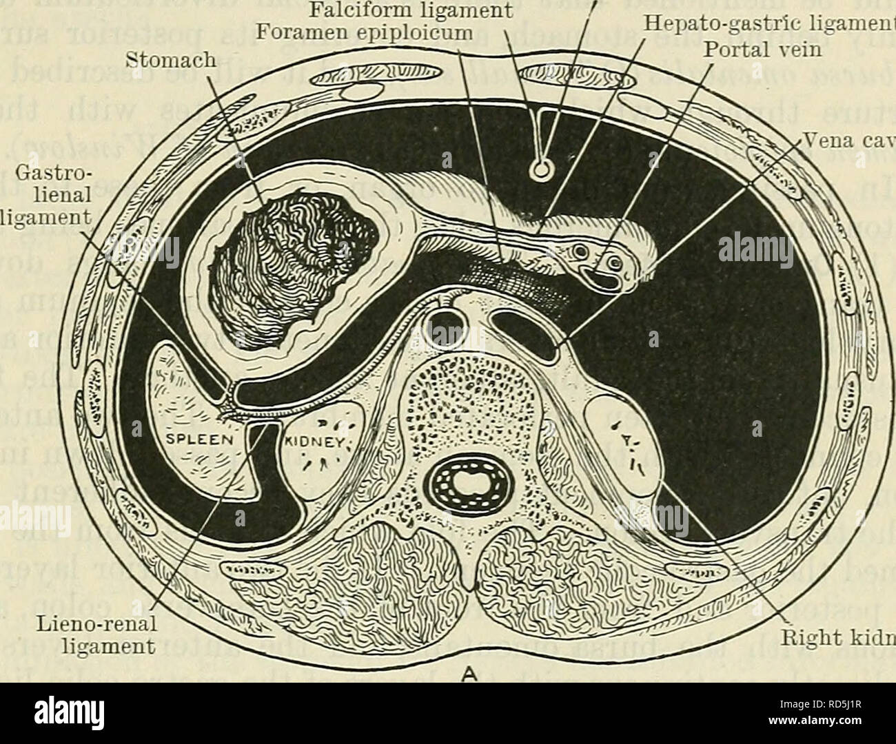 . Cunningham's Text-book de l'anatomie. L'anatomie. Le PEKITONEUM. 1161 ...