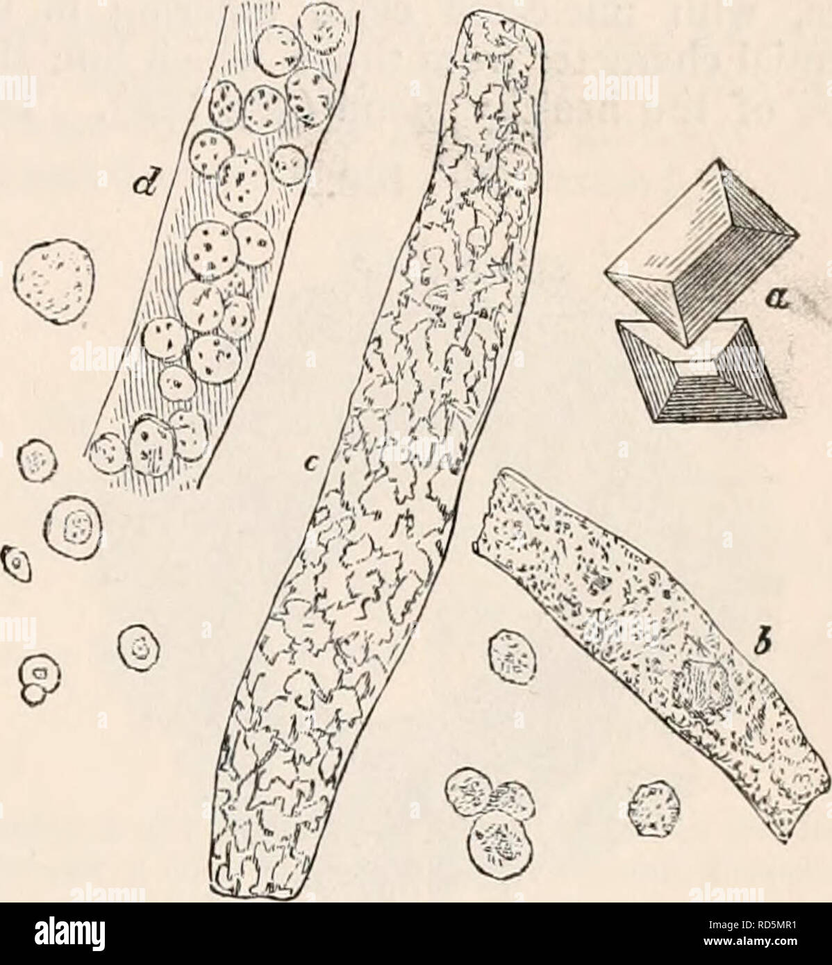 . La cyclopaedia d'anatomie et physiologie. Anatomie ; physiologie ...