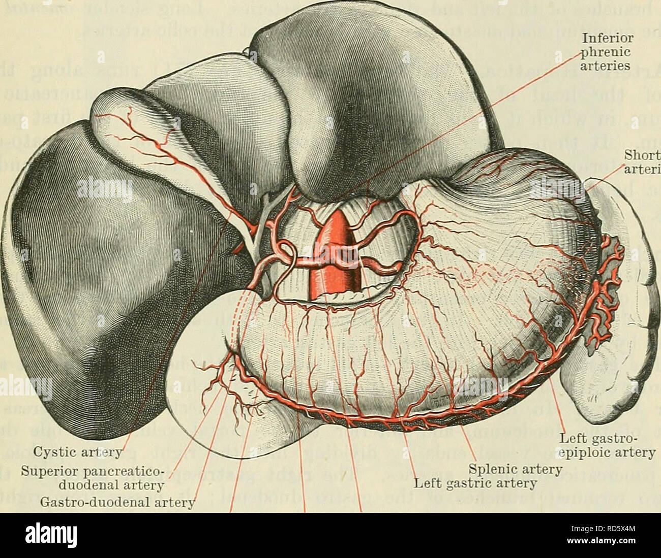 . Cunningham's Text-book de l'anatomie. L'anatomie. BRANCHES VISCÉRALES ...