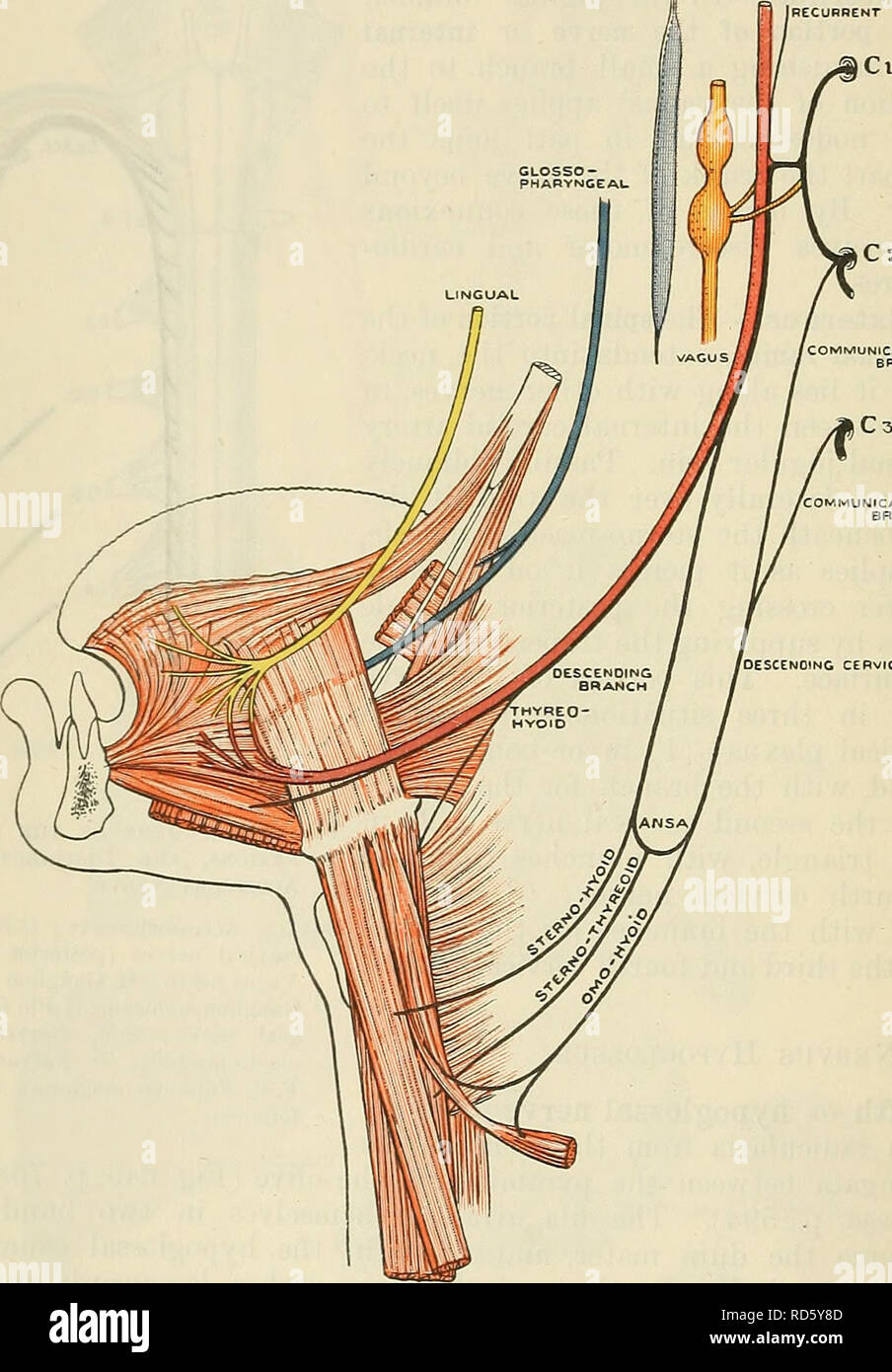Branches Du Nerf Vague