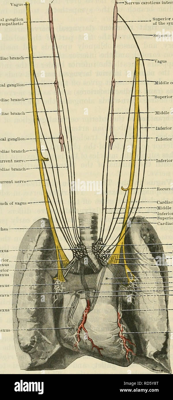 . Cunningham's Text-book de l'anatomie. L'anatomie. 790 LE SYSTÈME ...