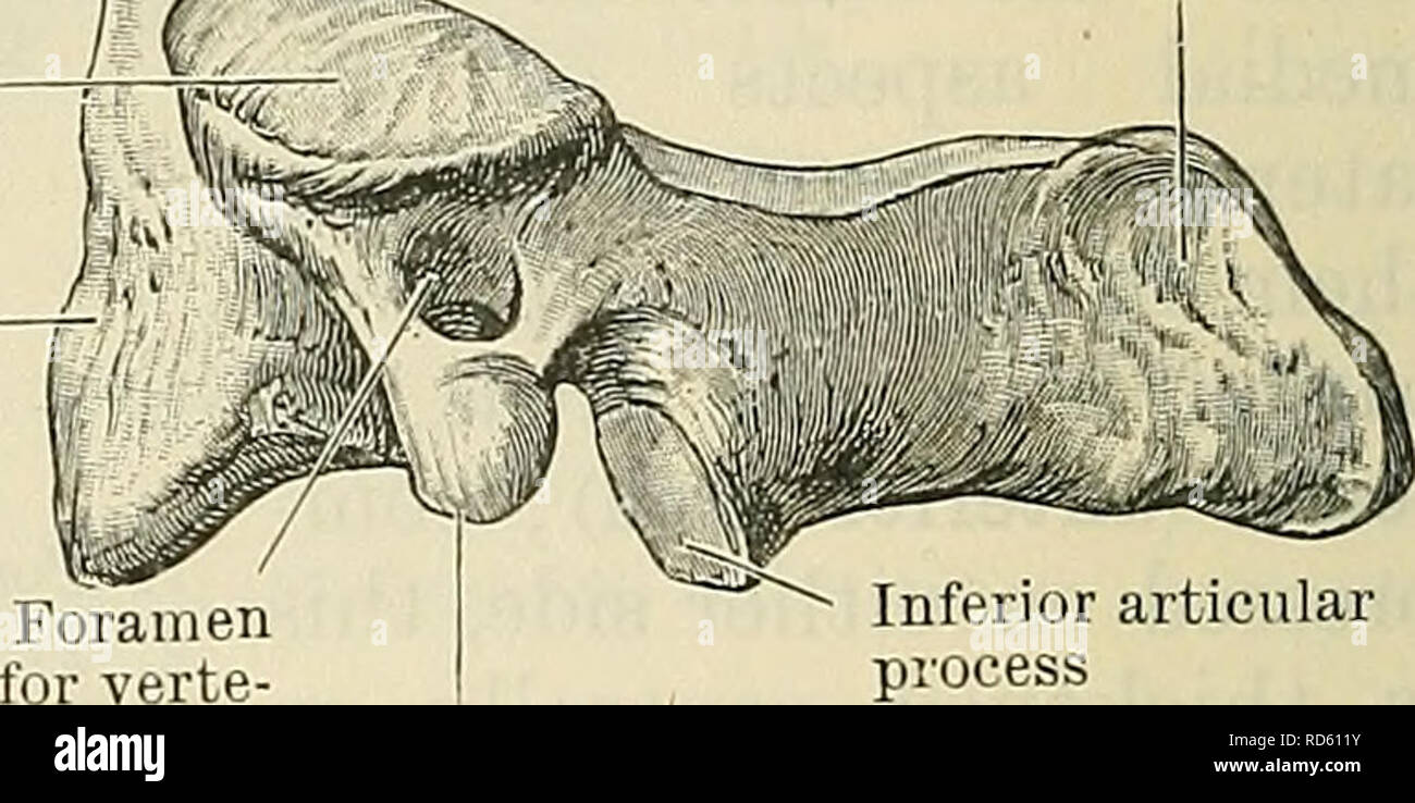 . Cunningham's Text-book de l'anatomie. L'anatomie. Surface articulaire ...