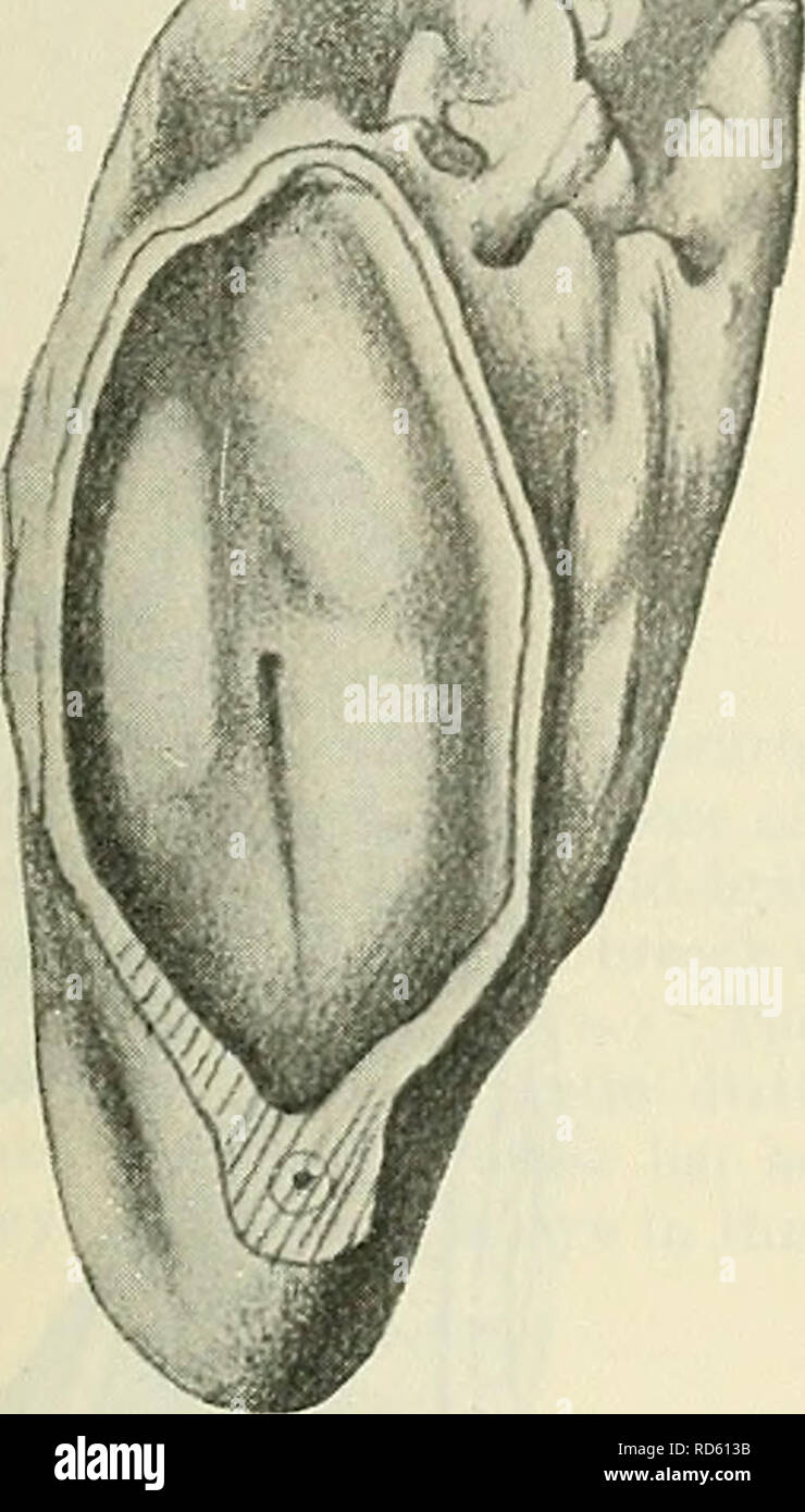 Cervical flexure Banque de photographies et d’images à haute résolution ...