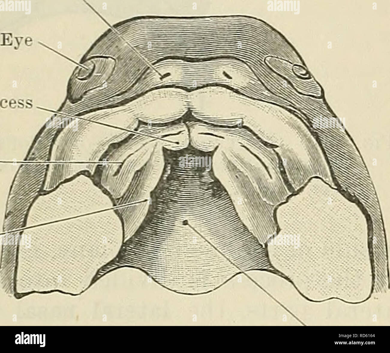 . Cunningham's Text-book de l'anatomie. L'anatomie. 50 L'embryologie ...