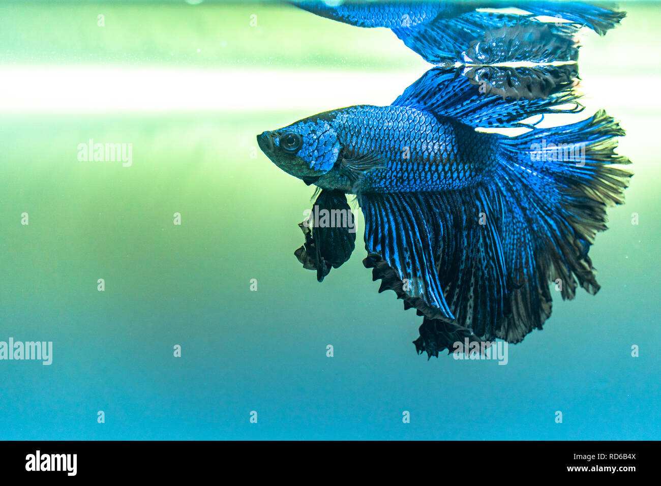 Poisson de combat siamois betta splendens Banque de photographies et d ...