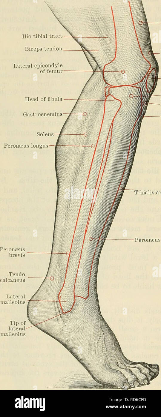 . Cunningham's Text-book de l'anatomie. L'anatomie. 1462 SUKFACE ...