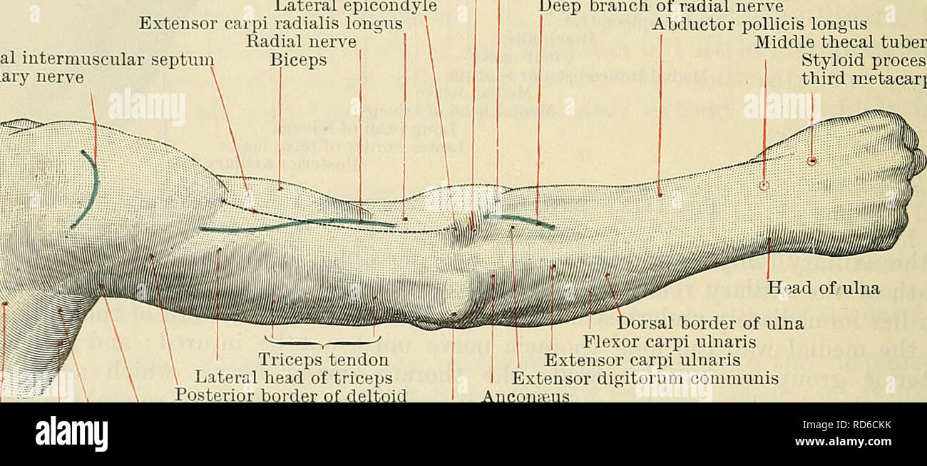 . Cunningham's Text-book de l'anatomie. L'anatomie. 1448 ANATOMIE ...