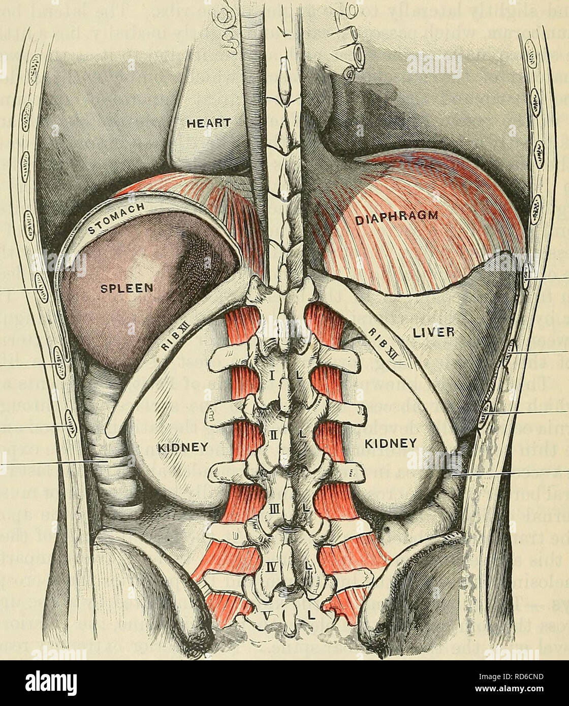 Serratus posterior inferior Banque de photographies et d’images à haute ...