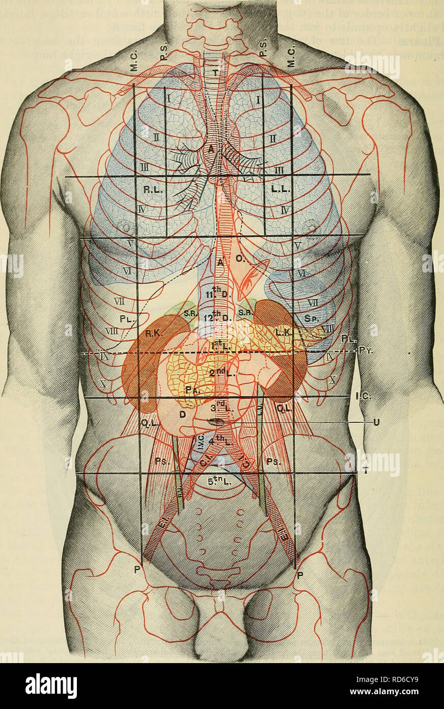 . Cunningham's Text-book de l'anatomie. L'anatomie. 1-100 ET SUEGIOAL ...