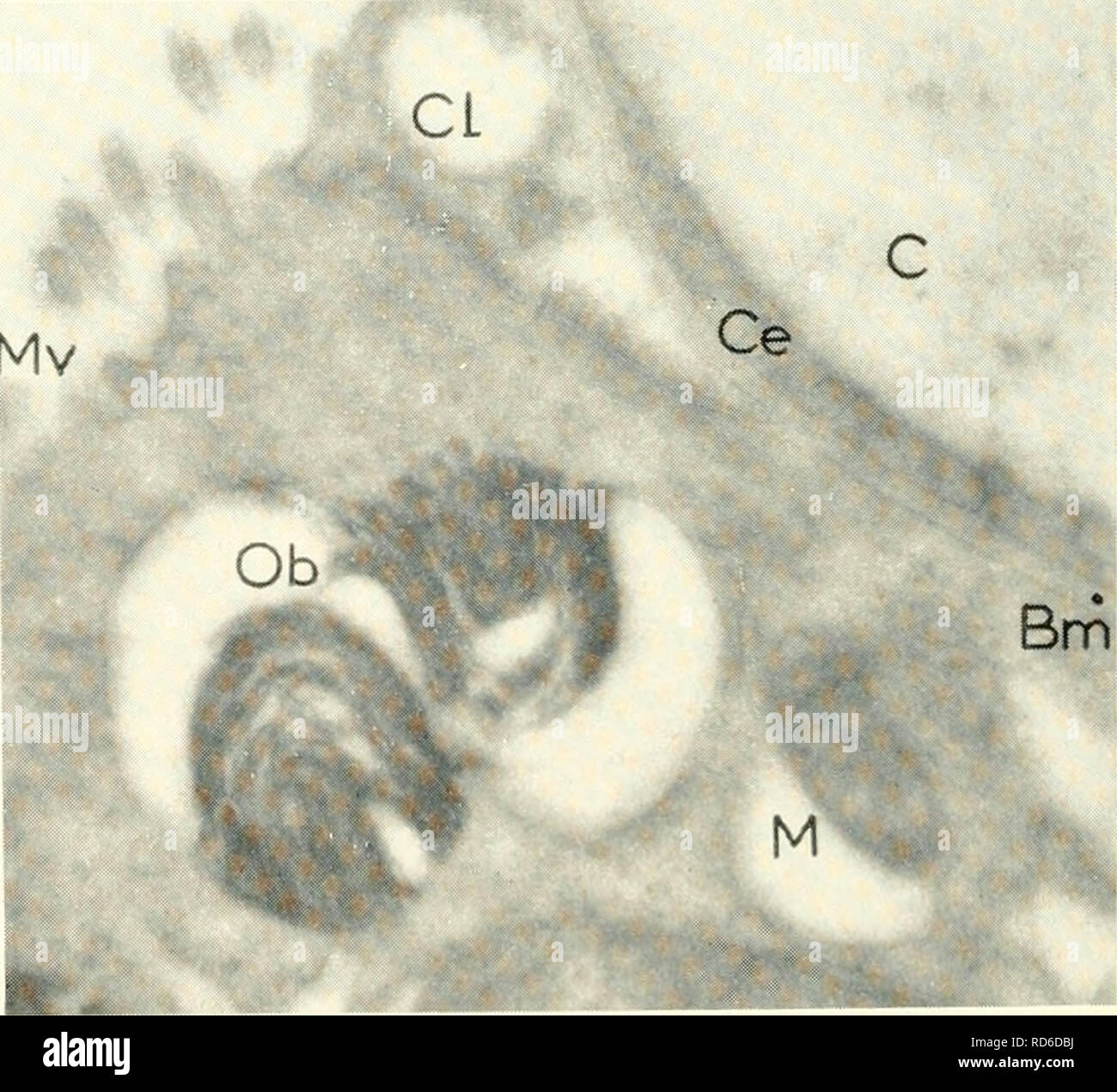 Alveolar process lung Banque de photographies et d’images à haute ...