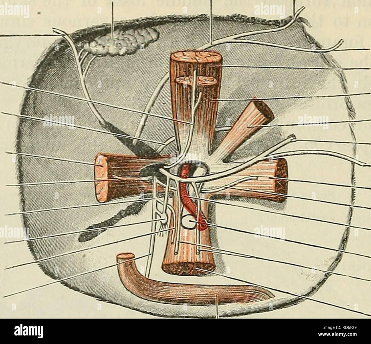 . Cunningham's Text-book de l'anatomie. L'anatomie. 776 LE NEKVOUS ...