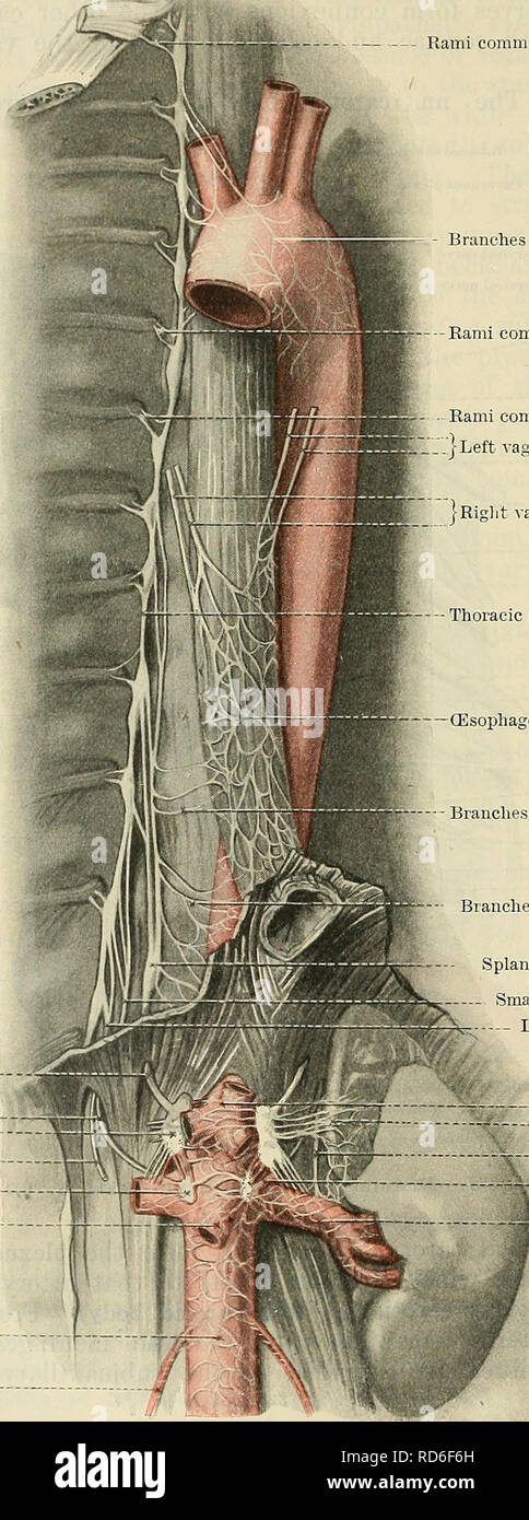 Coeliac Plexus Banque d'image et photos - Alamy