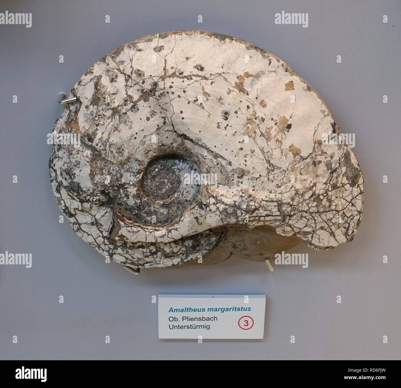 Amaltheus margaritatus Banque de photographies et d’images à haute ...