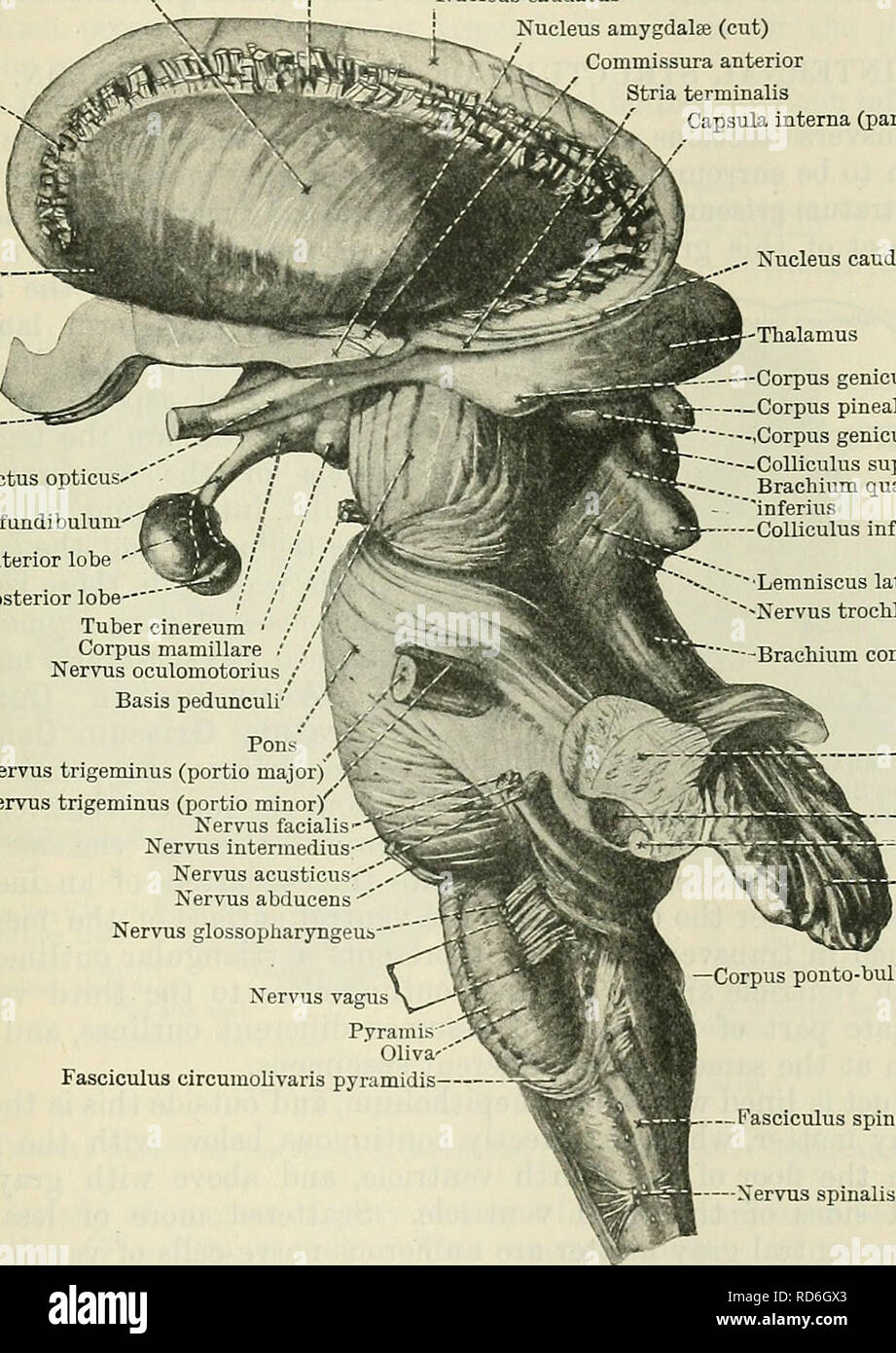 . Cunningham's Text-book de l'anatomie. L'anatomie. Le mésencéphale ...