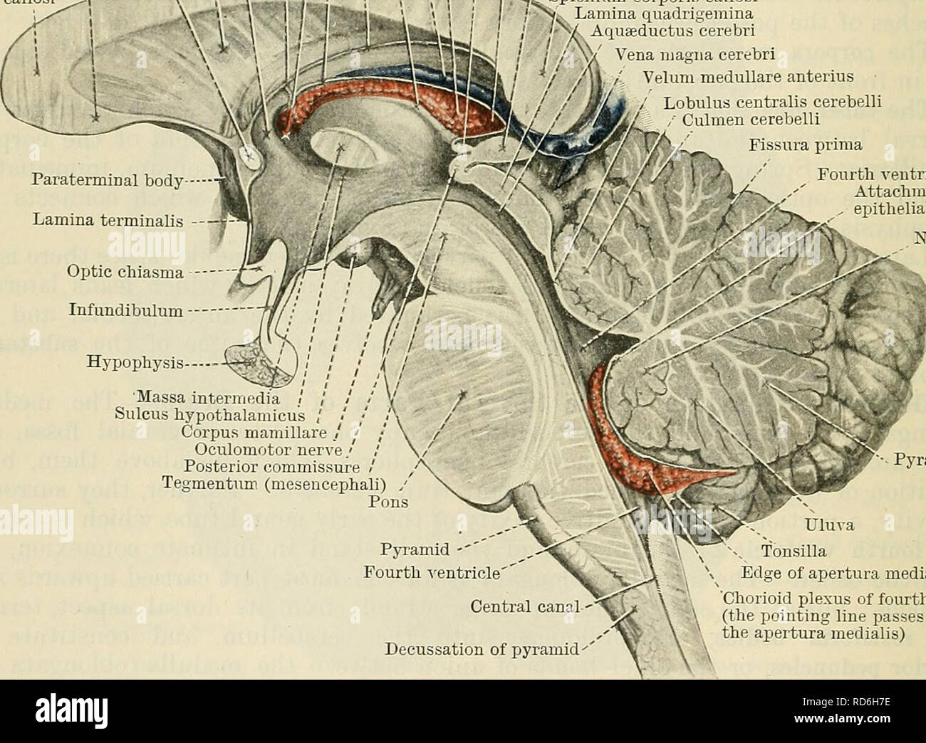 . Cunningham's Text-book de l'anatomie. L'anatomie. 542 LE NEBVOUS ...