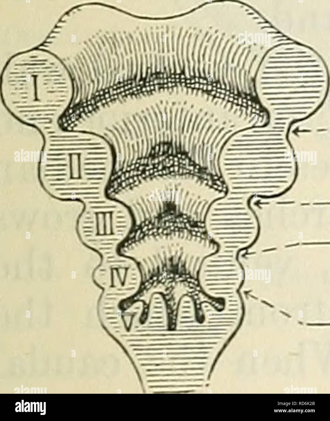 . Cunningham's Text-book de l'anatomie. L'anatomie. La poche de Seessel ...