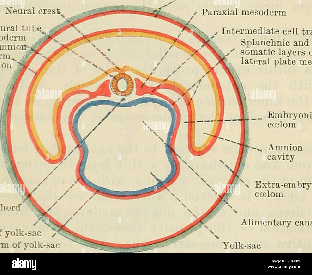 . Cunningham's Text-book de l'anatomie. L'anatomie. De trophoblaste le ...
