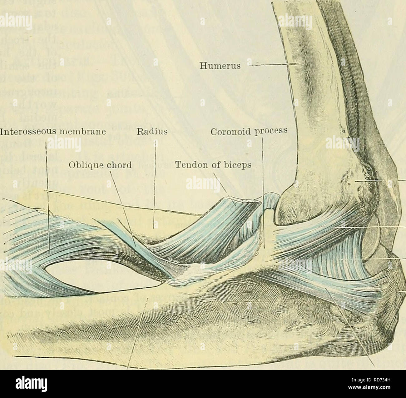 . Cunningham's Text-book de l'anatomie. L'anatomie. Le joint de coude ...