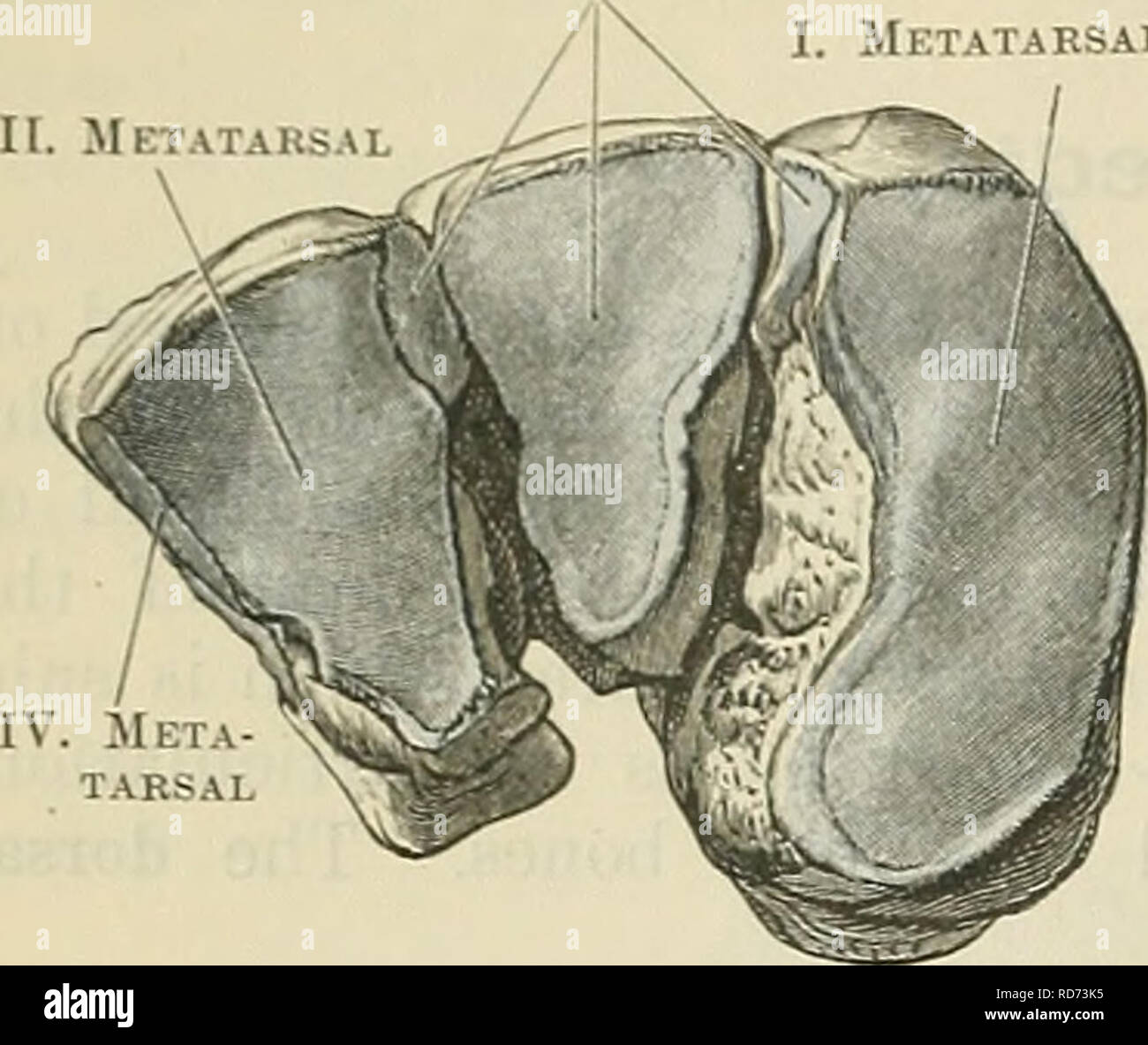 . Cunningham's Text-book de l'anatomie. L'anatomie. 262 l'ostéologie ...