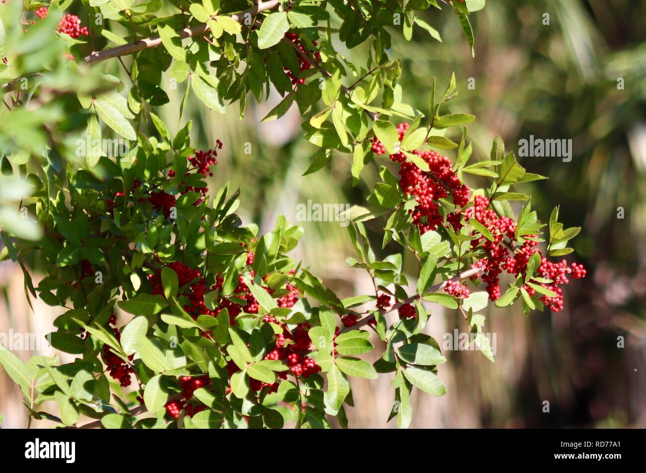 Arbre Aux Fruits Rouges Banque d'image et photos - Alamy
