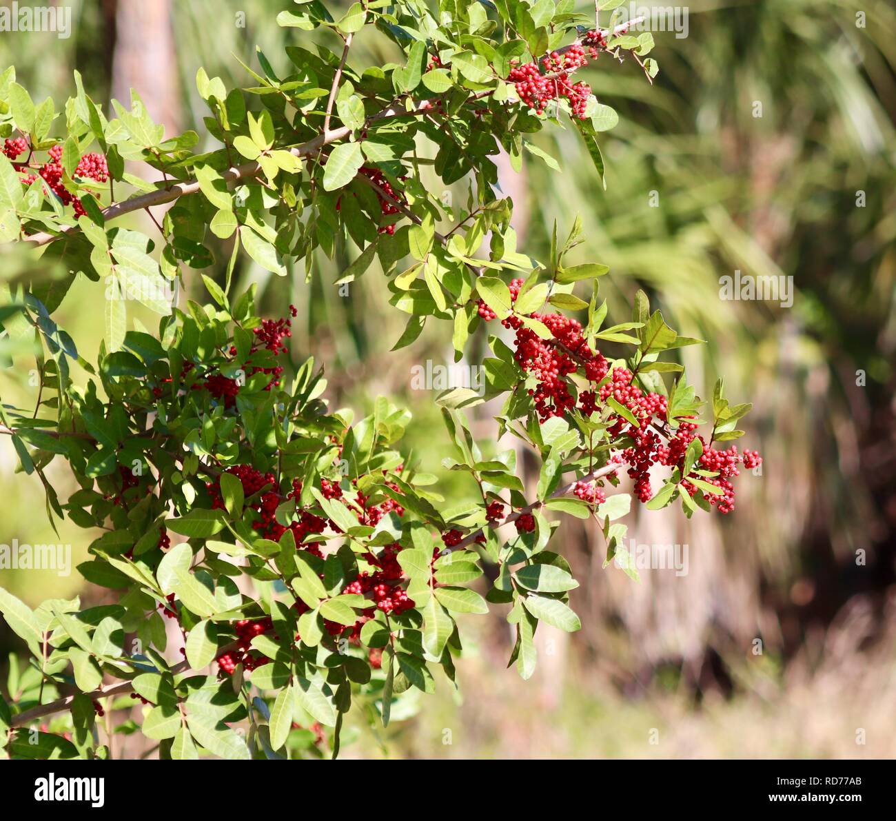 Arbre Aux Fruits Rouges Banque d'image et photos - Alamy