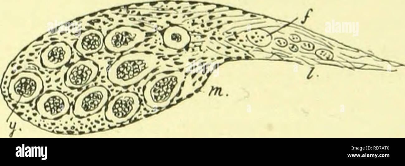 . L'anatomie, la physiologie, la morphologie et le développement de la ...