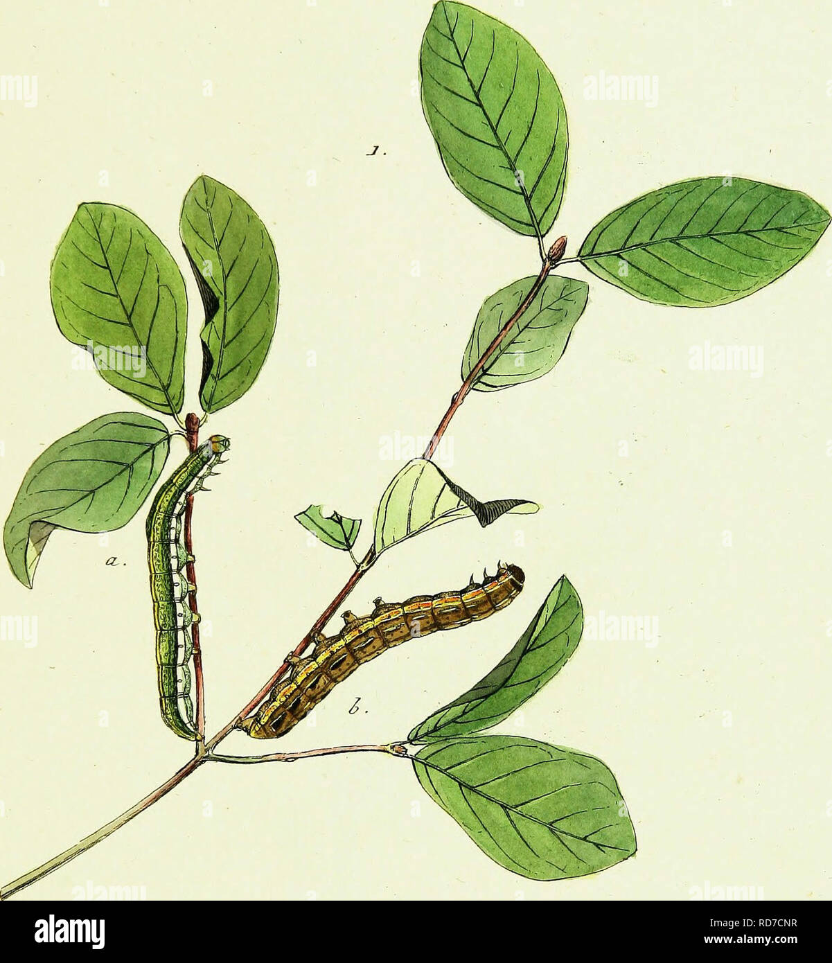 . Geschichte europa ?ischer Schmetterlinge. Les insectes. '-Wi'ec, ep ...