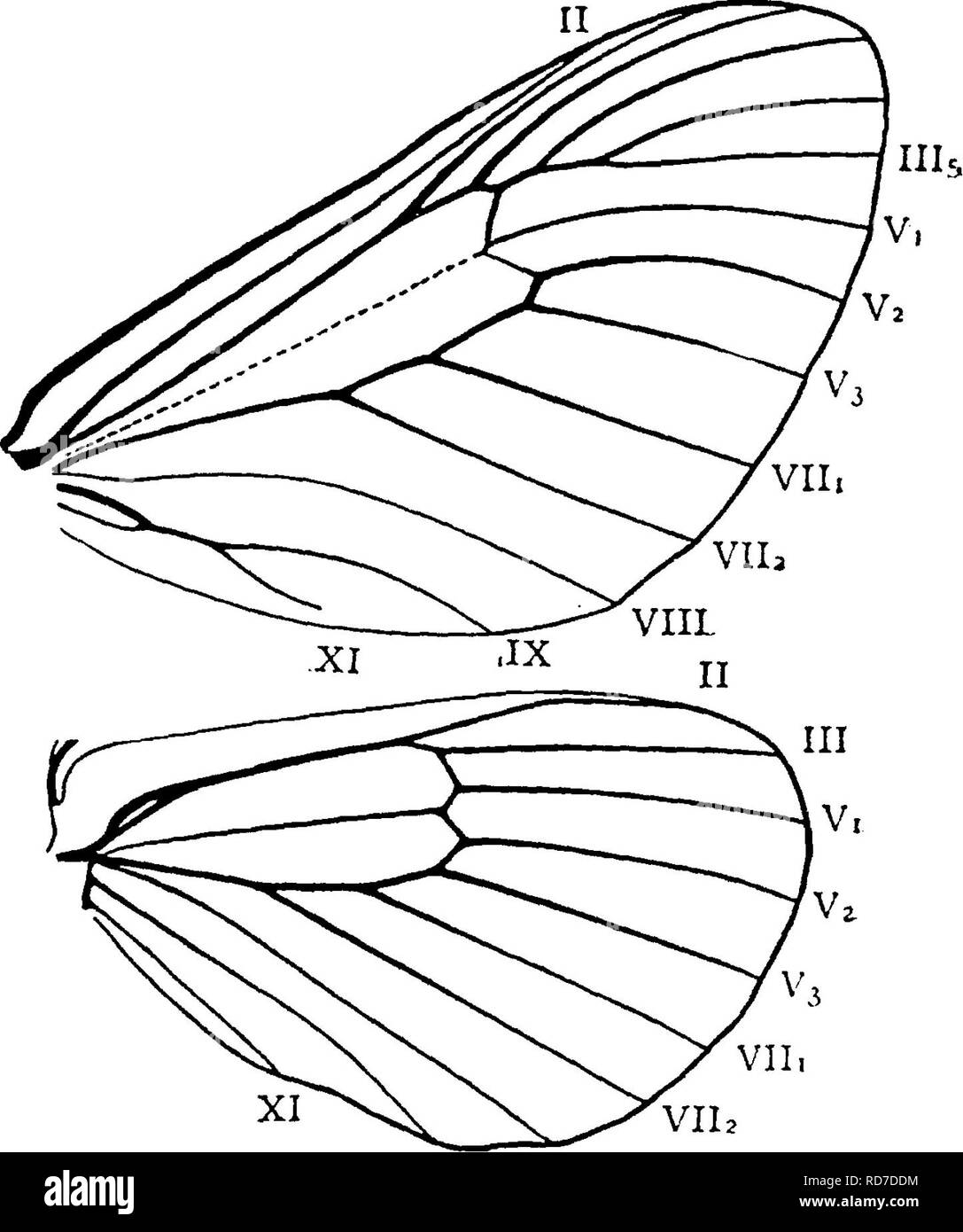 Flannel moth Banque d'images noir et blanc - Alamy