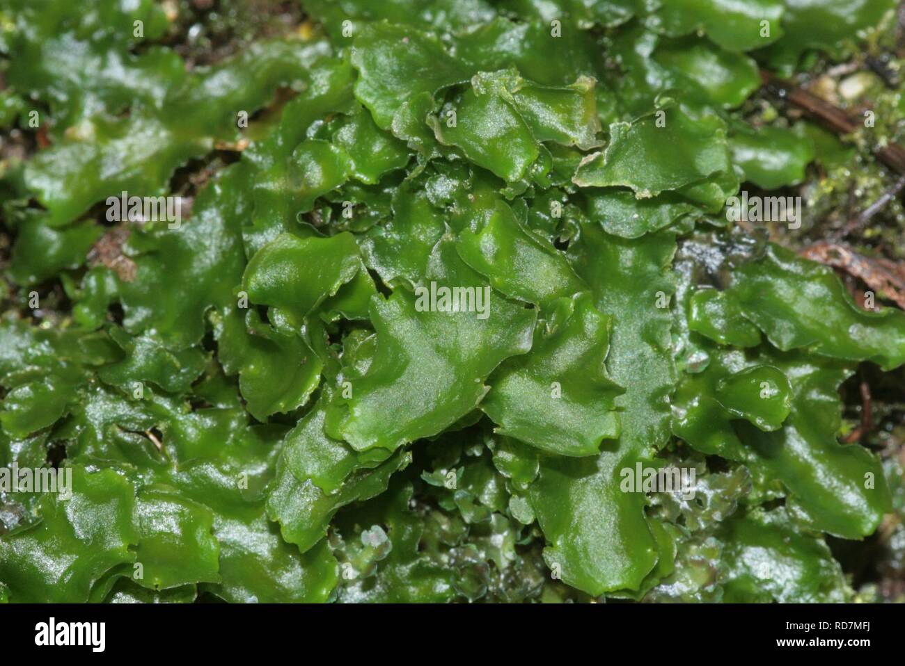 Aneura Banque de photographies et d’images à haute résolution - Alamy