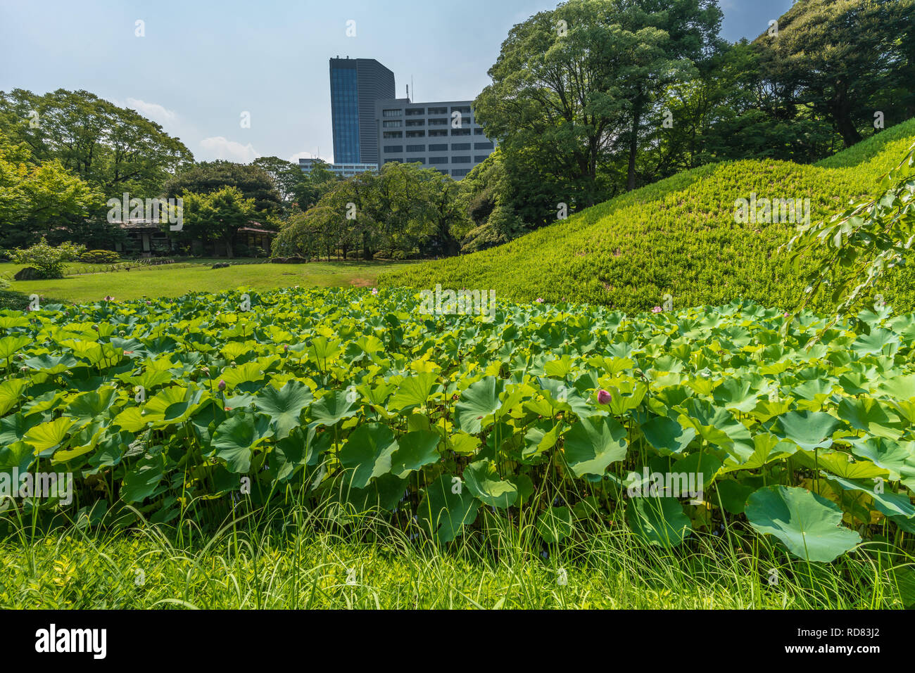 Tokyo, Bunkyo Ward - Août 04, 2018 : fleur de lotus en plein essor à ...
