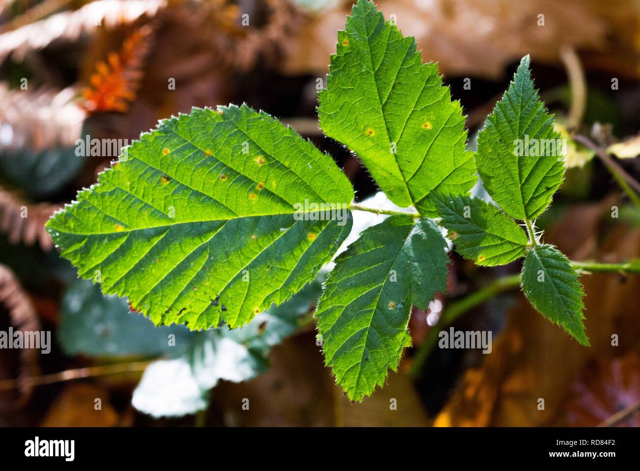 Rubus spp Banque de photographies et d’images à haute résolution - Alamy