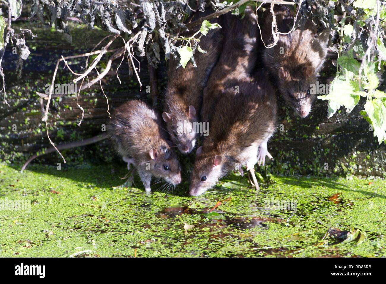 Rat surmulot (Rattus norvegicus) . Famille de rats sur le point d ...