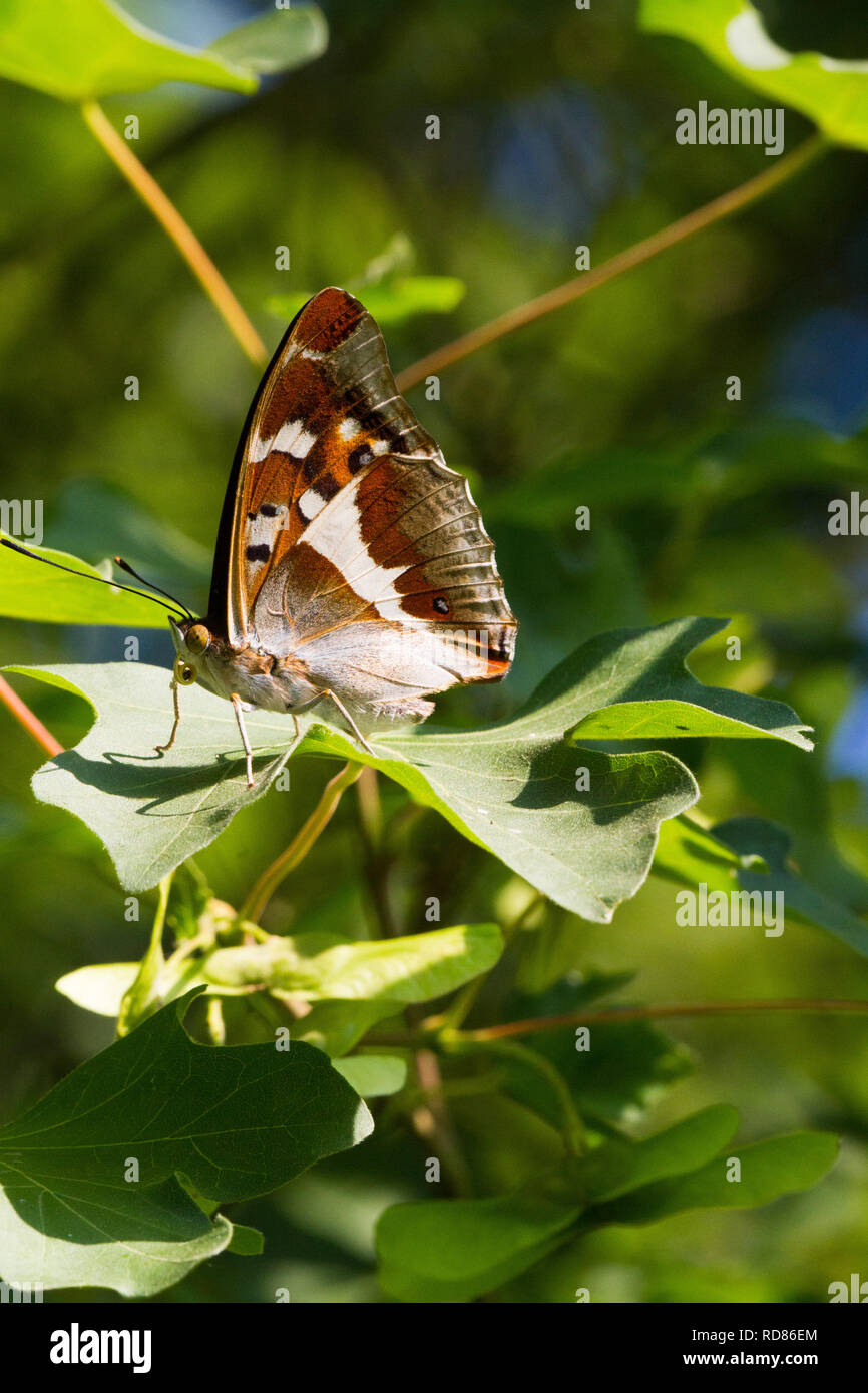 Purple Emperor papillon Apatura isis)- homme sur terrain de couverture ...