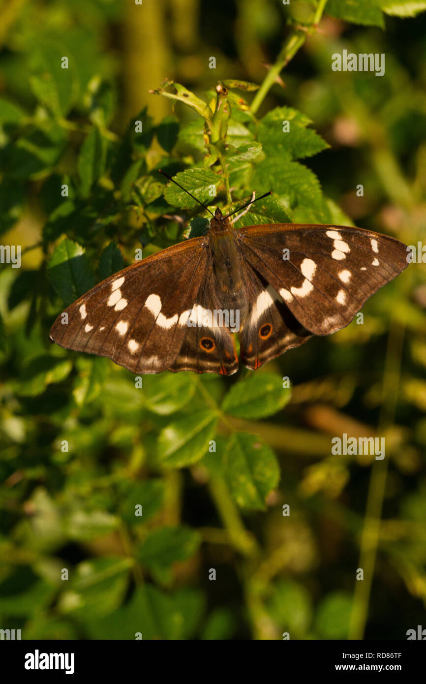 Purple Emperor papillon Apatura isis)- femelle sur ROSIER .partie de ...