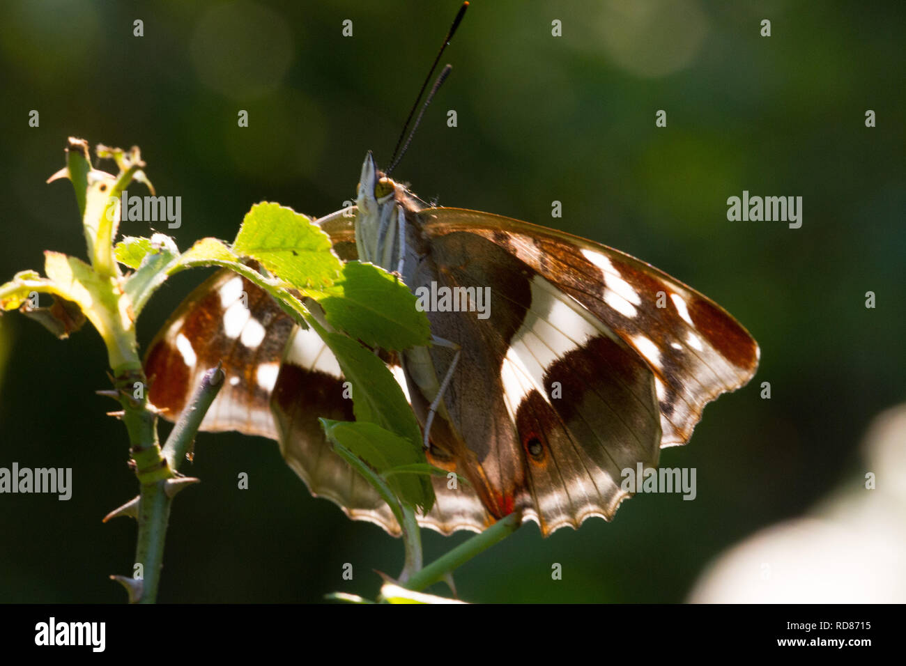 Purple Emperor papillon Apatura isis)- femelle sur ROSIER .partie de ...