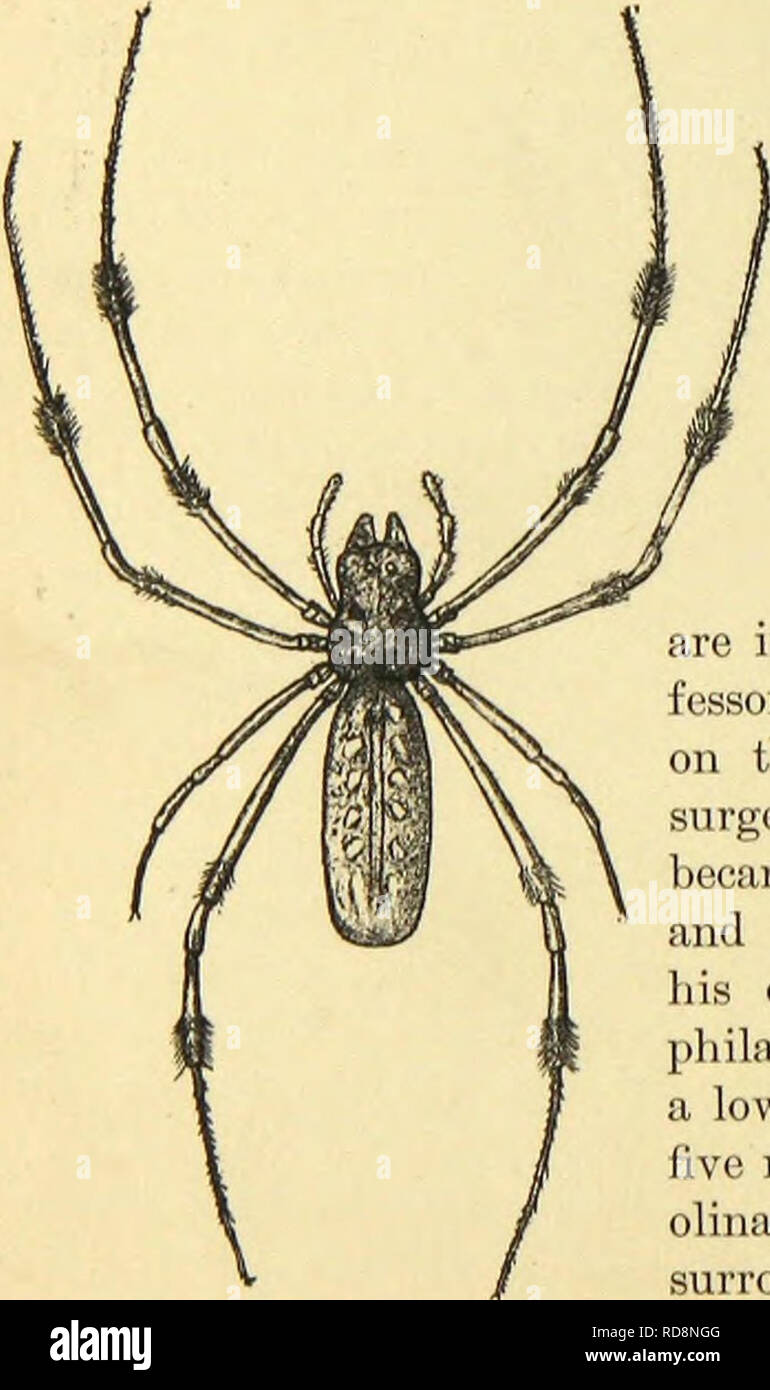 . American spiders et leur travail de bobinage. Une histoire naturelle ...