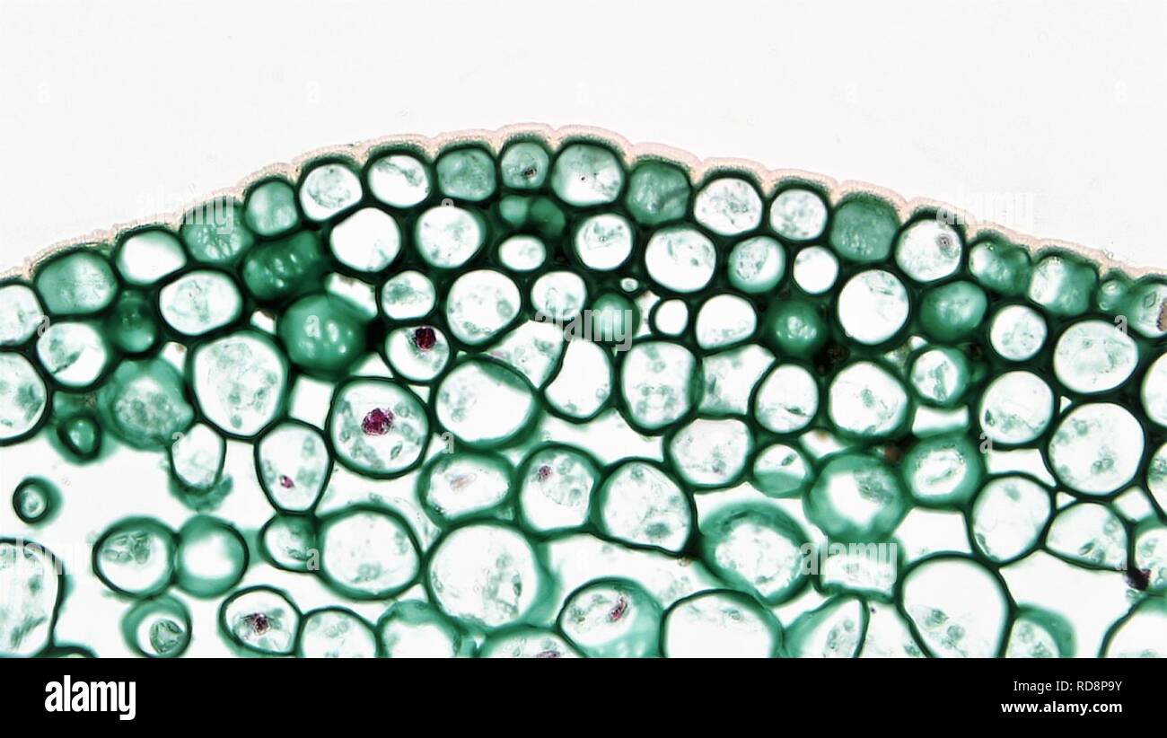 La morphologie de l'angiosperme nervure centrale abaxiale collenchyme ...